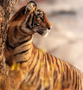 M-STrIPES