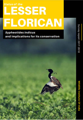 Status of the Lesser Florican Sypheotides indicus and implications for ...