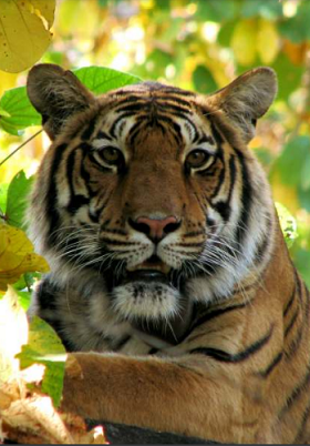 Status of the tigers, co-predators and prey in India