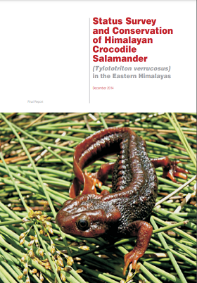 Status Survey and Conservation of Himalayan Crocodile Salamander ...