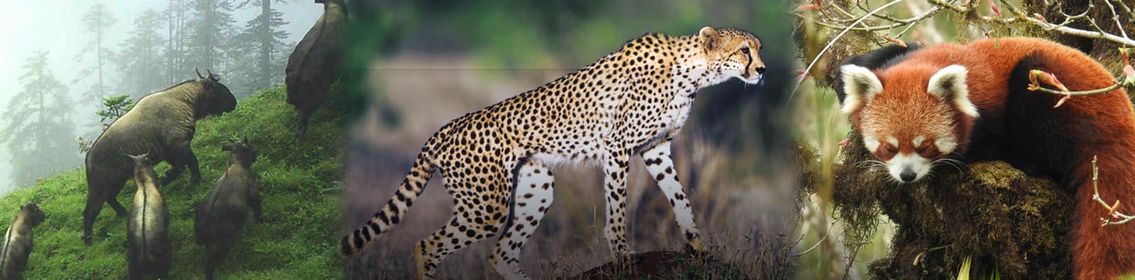 Action Plan for Introduction of Cheetah in India